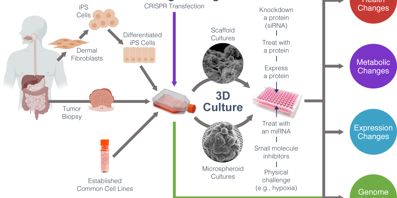 Global 3D Cell Culture Market Industry Share and Demand Analysis of Key ...